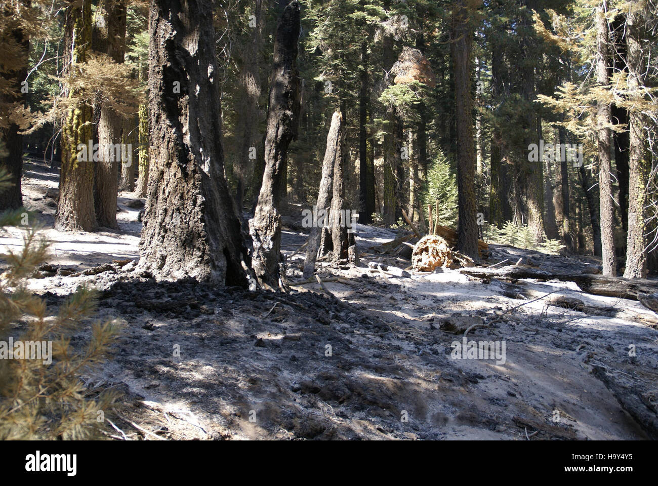 A photo documenting the Rim Fire forest fire, showing the impact of ...