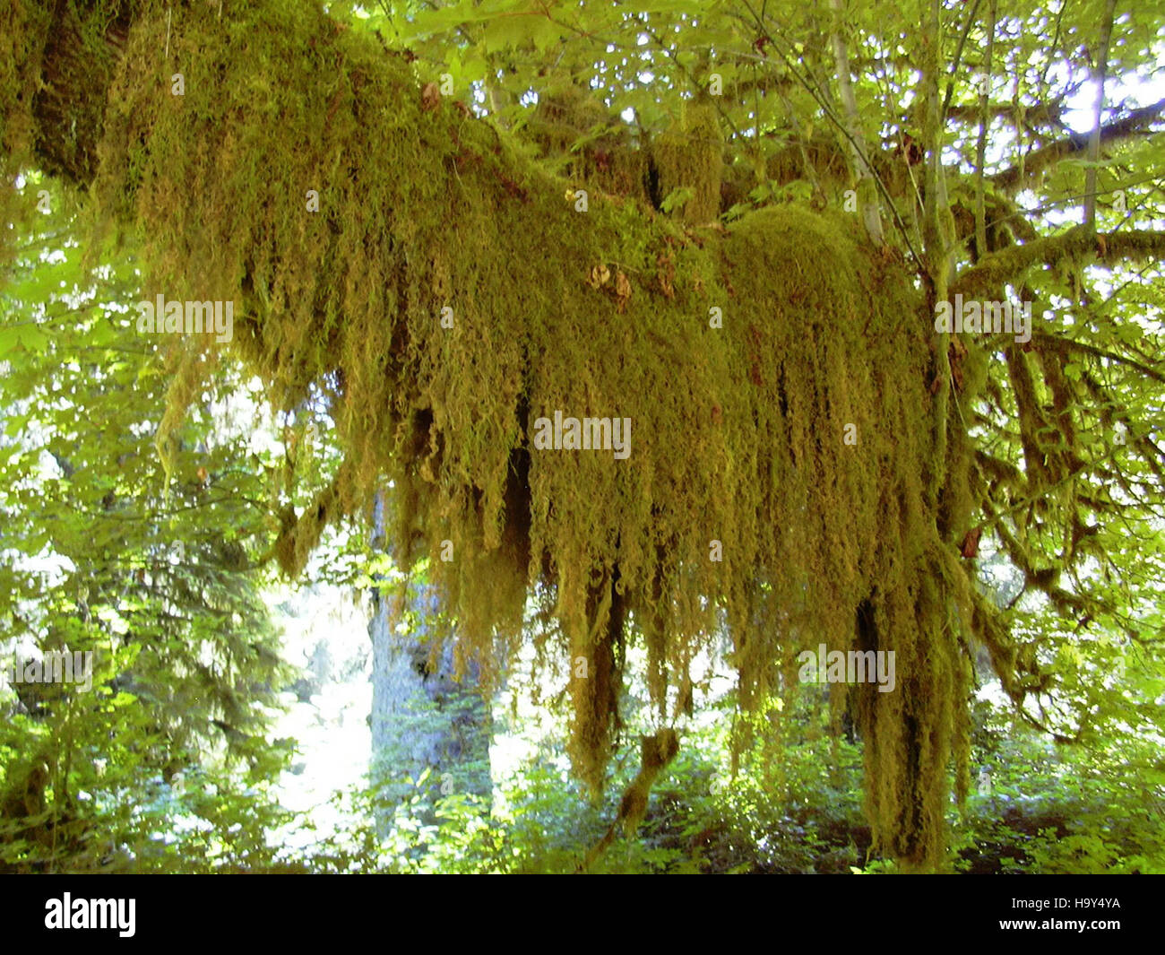 olympicnps 17116425149 Hoh hanging moss lichen rainforest NPS Photo ...