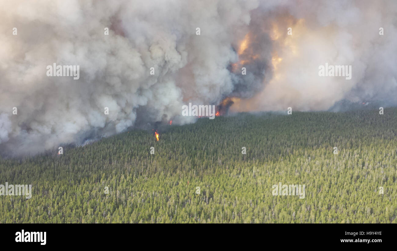 The Druid Complex in Yellowstone National Park is an area known for its ...