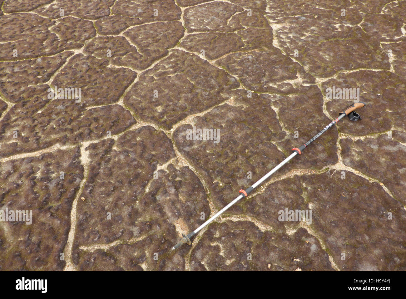 Cryptobiotic crust hi-res stock photography and images - Alamy