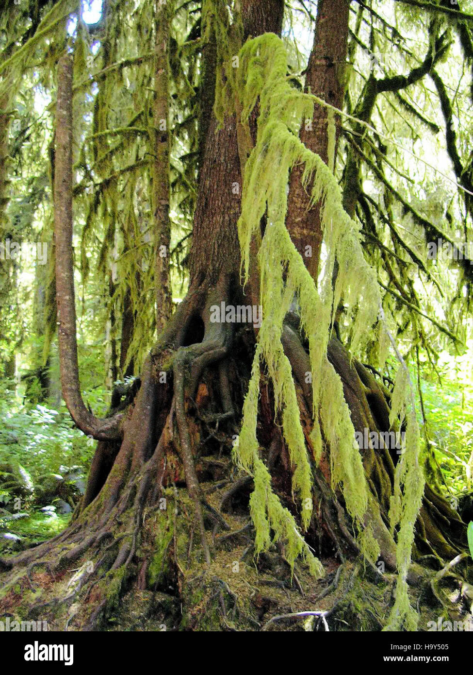 The Hoh Rainforest in Olympic National Park is home to unique ...