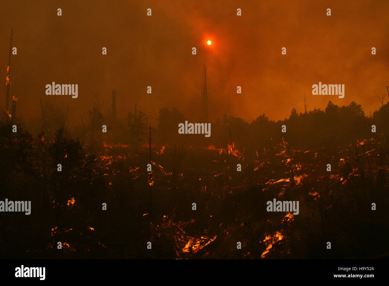 Forest fires are a natural phenomenon that can impact ecosystems. The ...