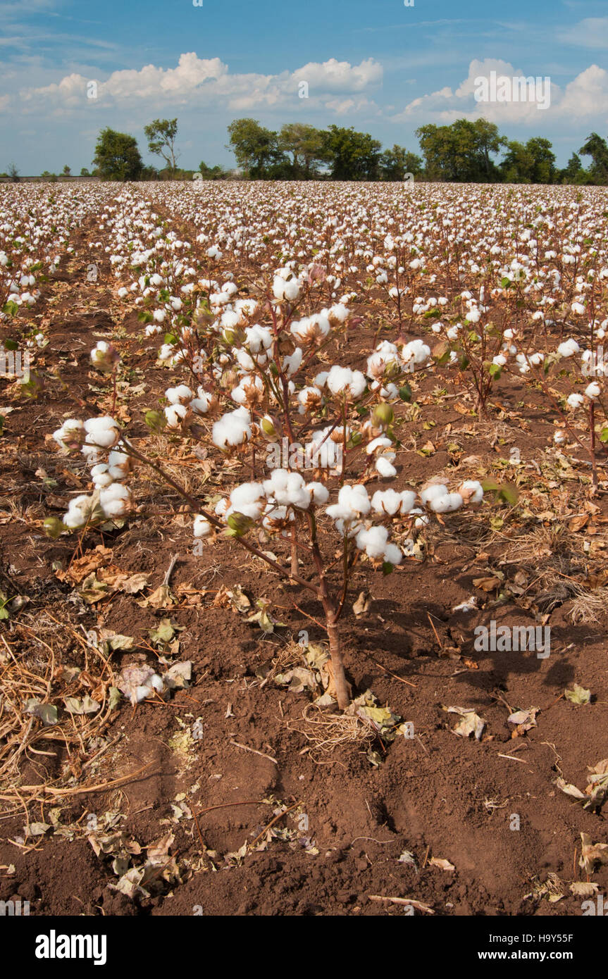The USDA in Texas promotes agricultural research focused on cotton ...