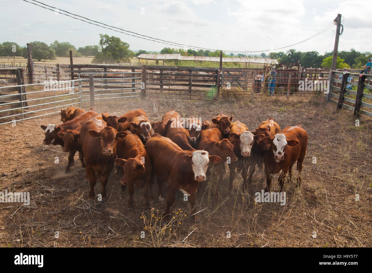 The United States Department of Agriculture (USDA) in Texas promotes ...