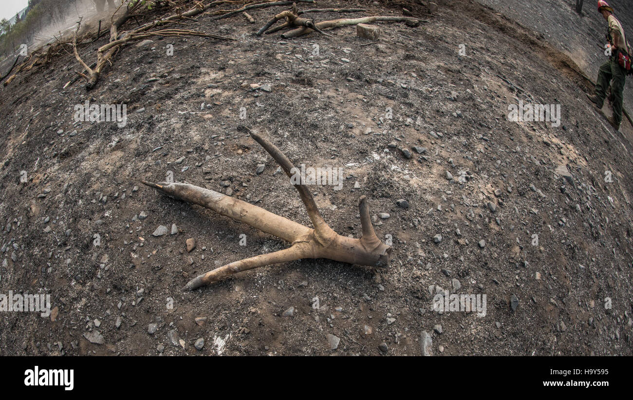 The USDA Forest Service coordinates with interagency efforts to manage ...