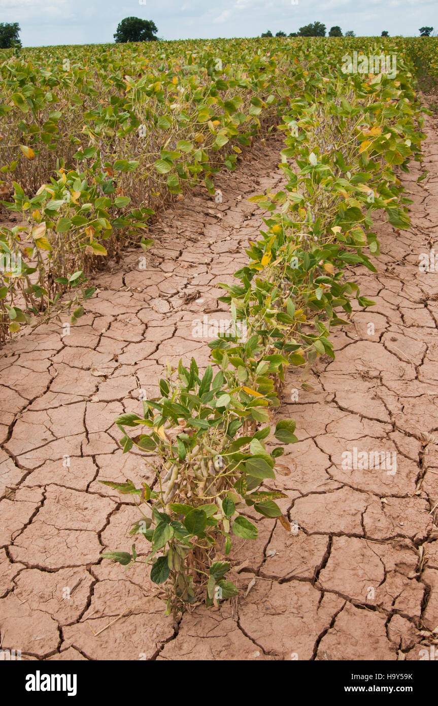 The USDA highlights the impact of drought conditions on soybean crops ...