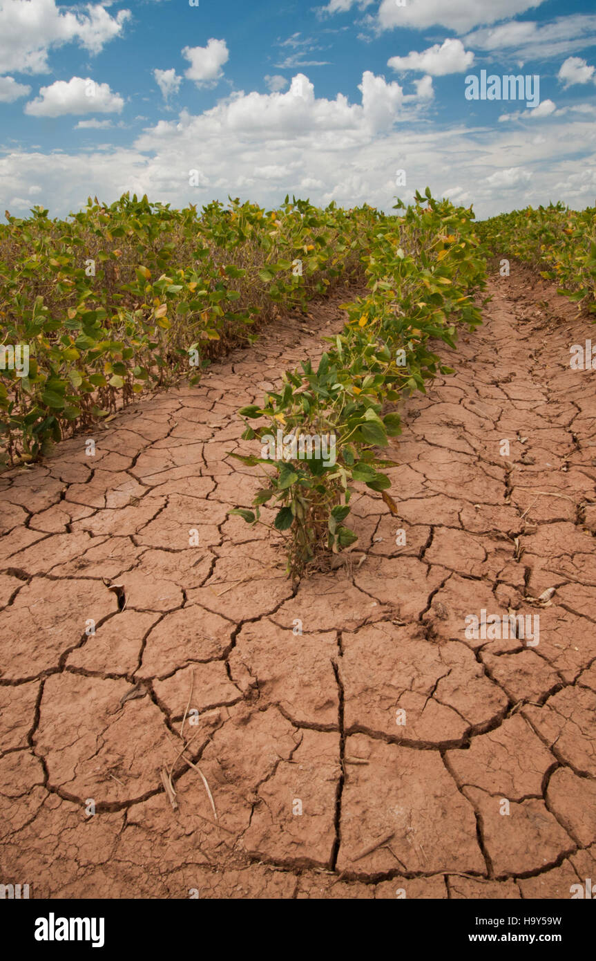 Soybean supply hi-res stock photography and images - Alamy