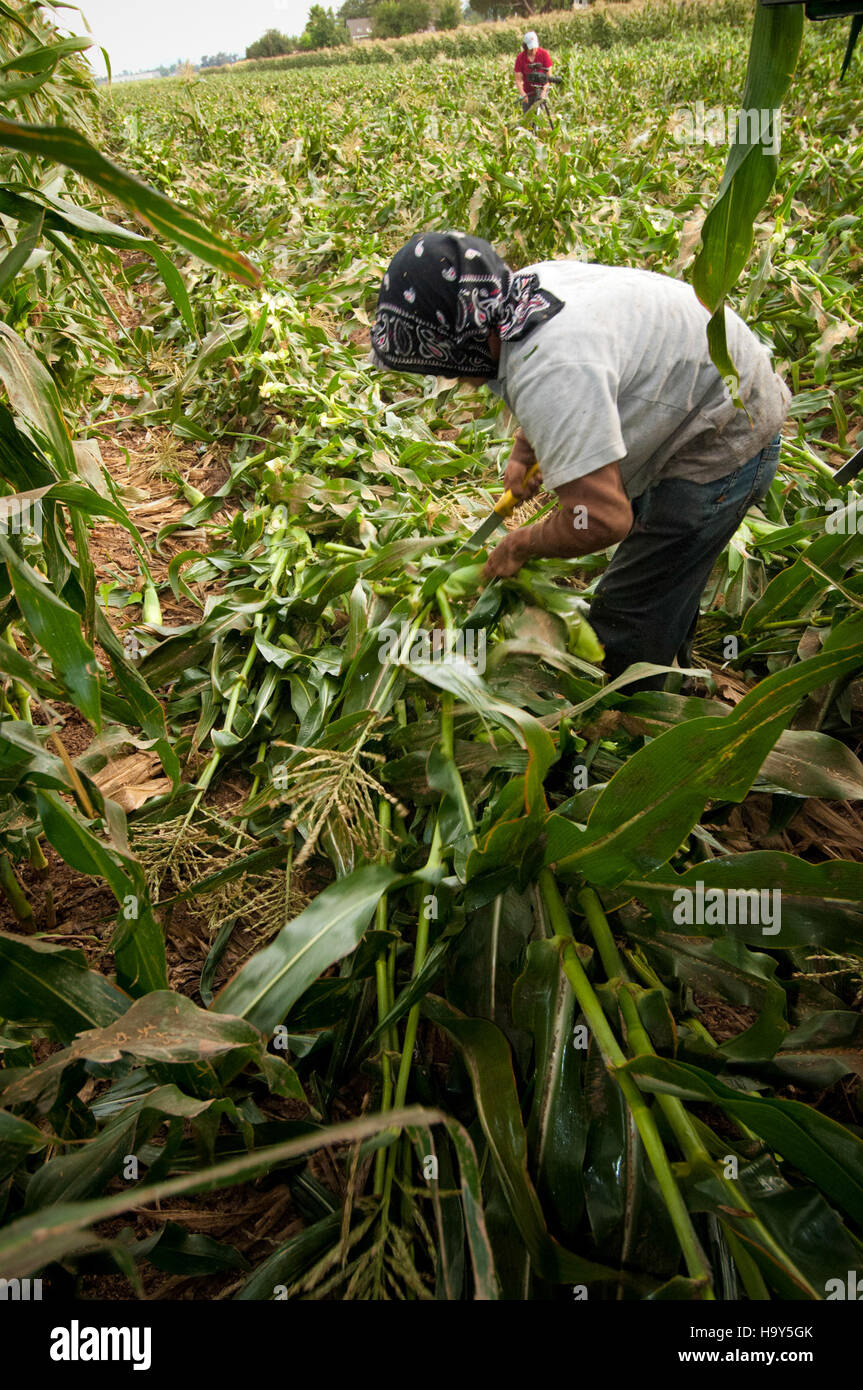 This image features migrant farm workers in California, highlighting ...