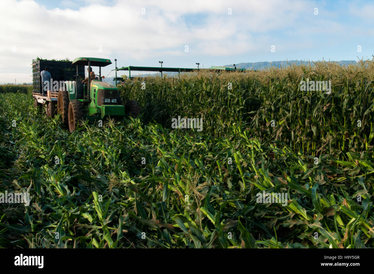 This image depicts farm workers harvesting white sweet corn at Uesugi ...