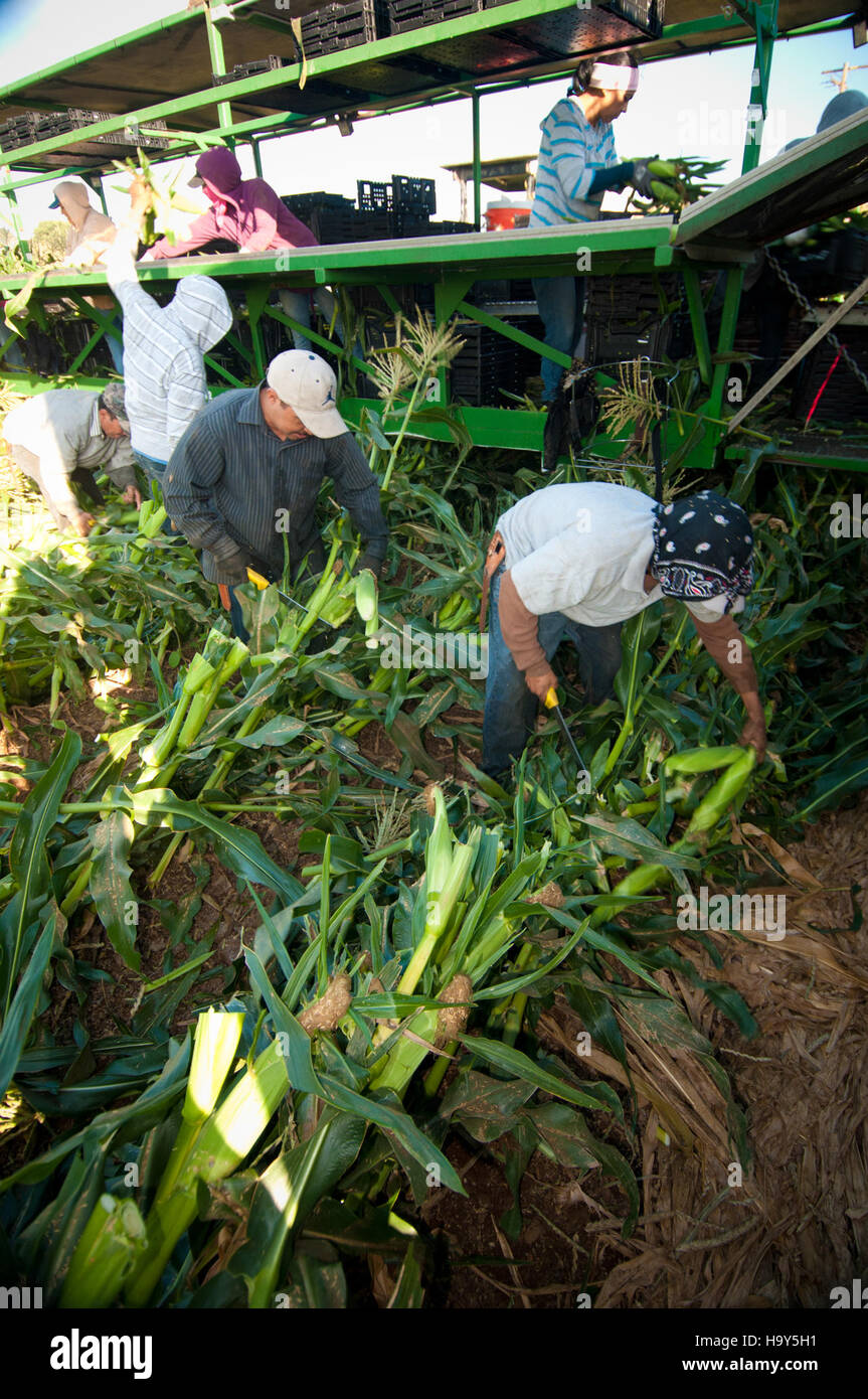 This image showcases migrant farm workers harvesting white sweet corn ...