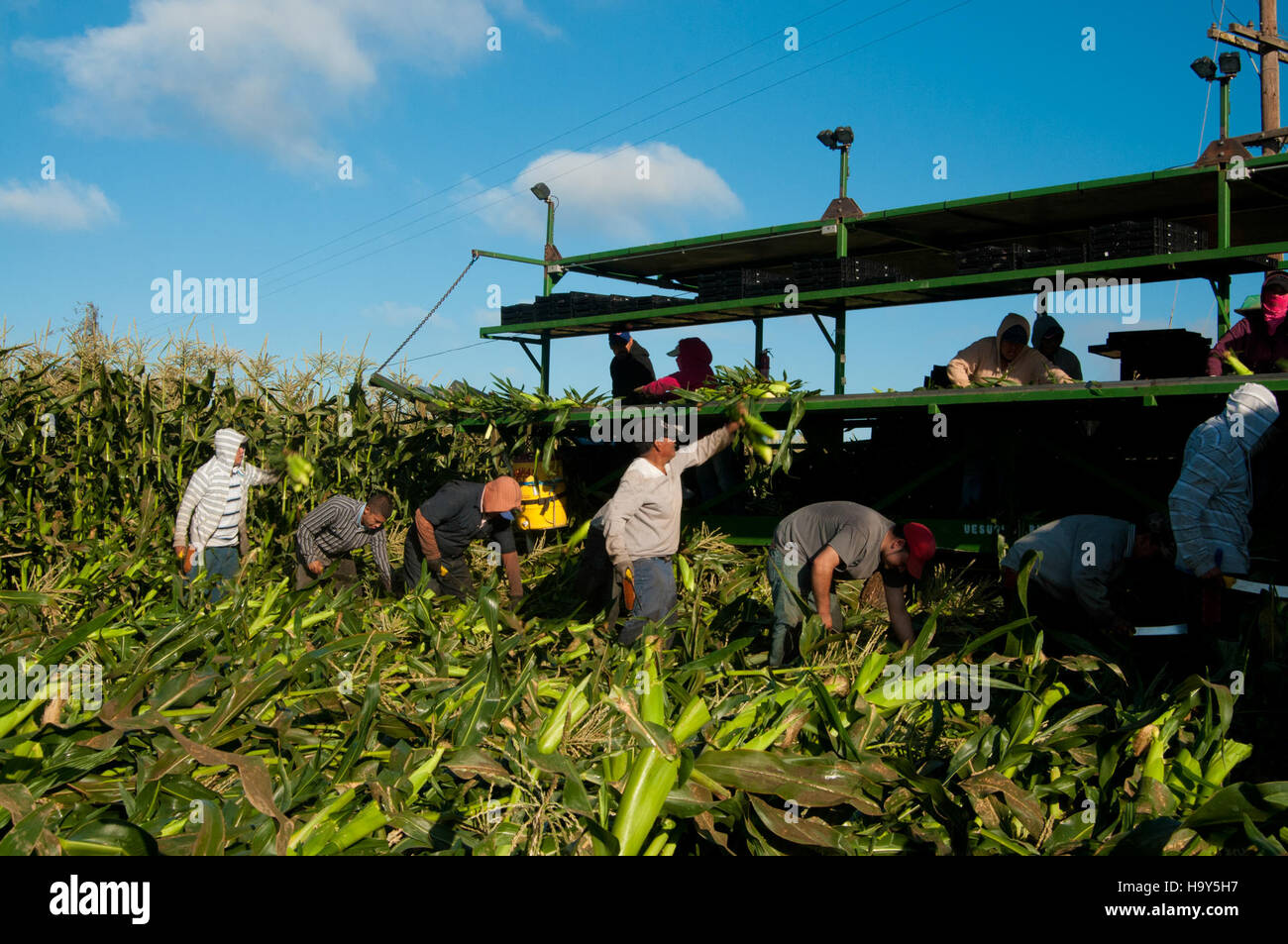 White migrant workers hi-res stock photography and images - Alamy