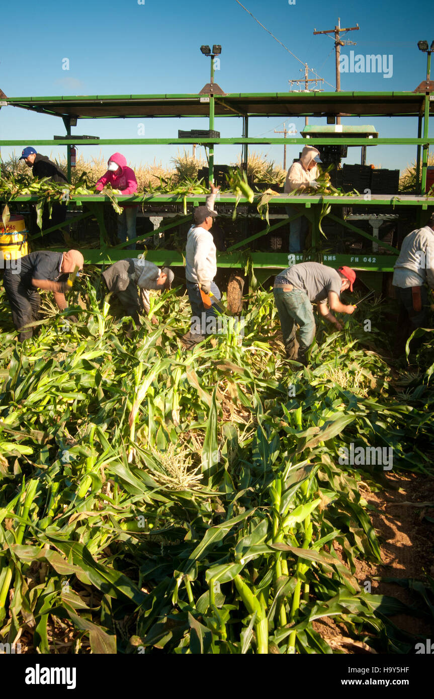 Migrant farm workers, supported by the USDA, harvest white sweet corn ...