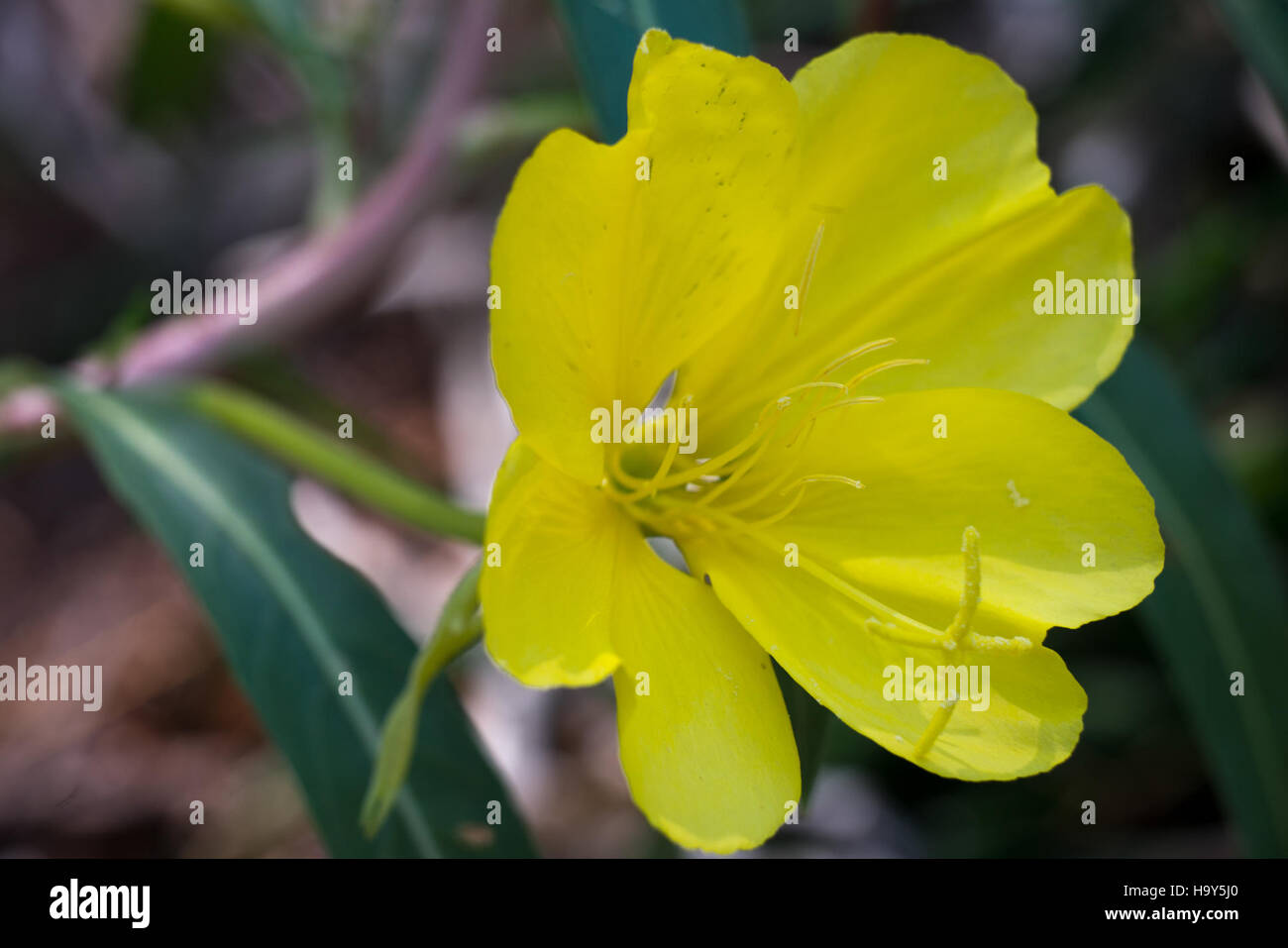 Vibrant yellow evening primrose hi-res stock photography and images - Alamy