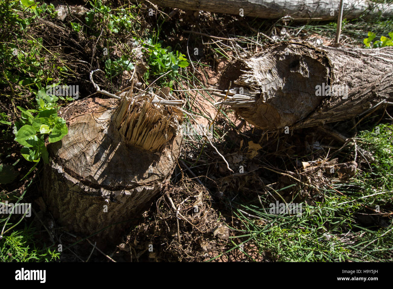 Beaver cut in Courthouse Wash Stock Photo - Alamy