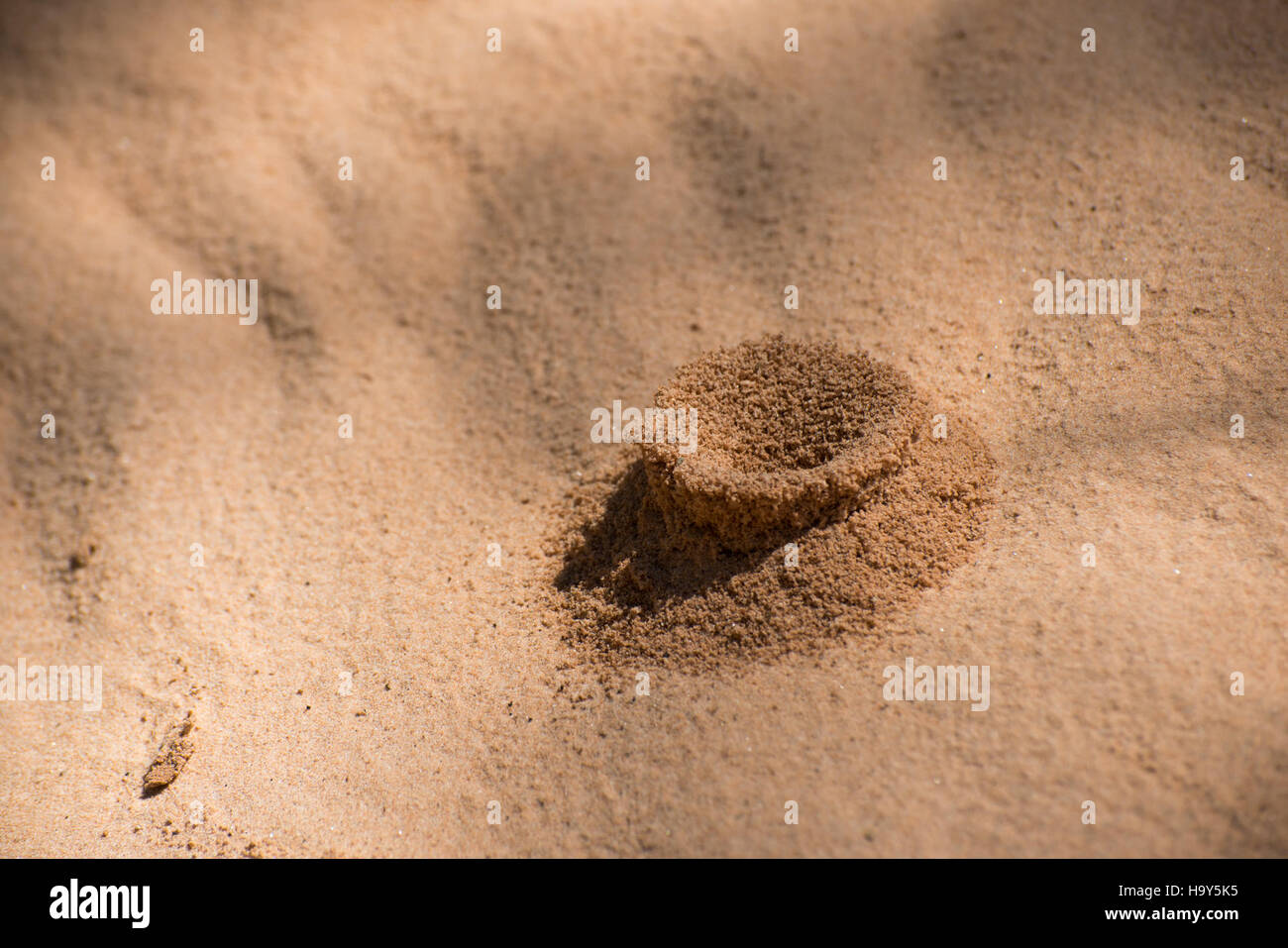 An ant hill in Arches National Park provides a close-up view of the ...
