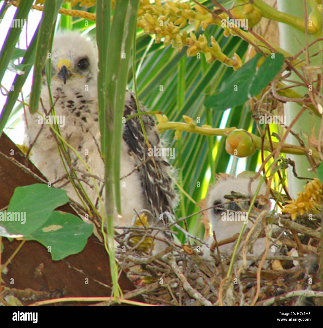 Three red-shouldered hawk chicks are observed in Everglades National ...