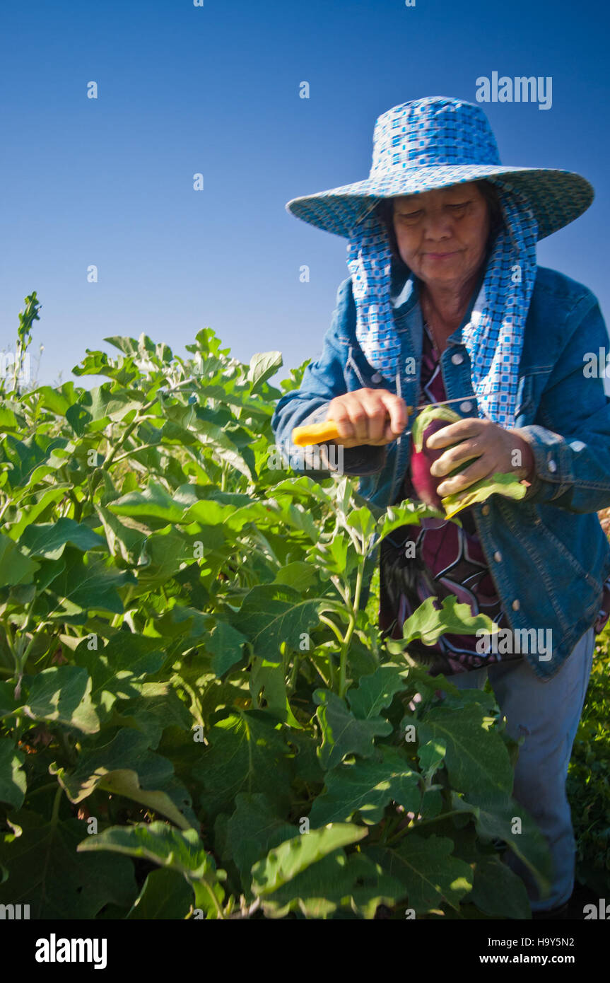 Agricultural workers protection hi-res stock photography and images - Alamy