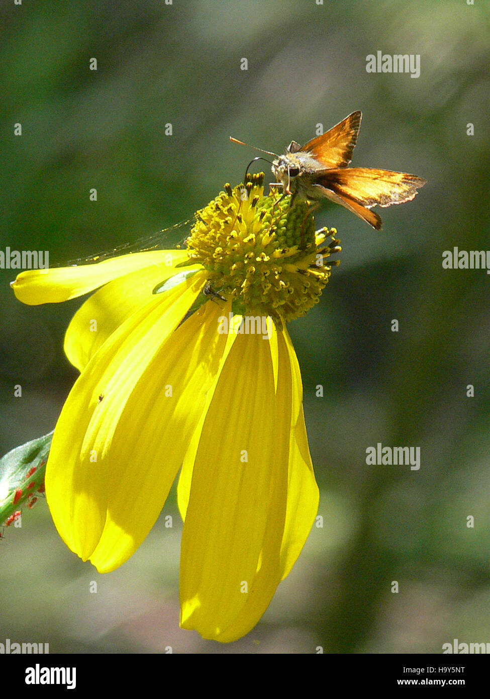 The cone flower with skipper butterfly captured in Bandelier National ...