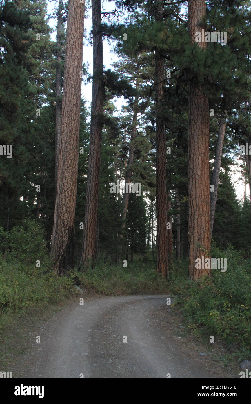 A Ponderosa tree stands along Inside North Fork Road in Glacier ...