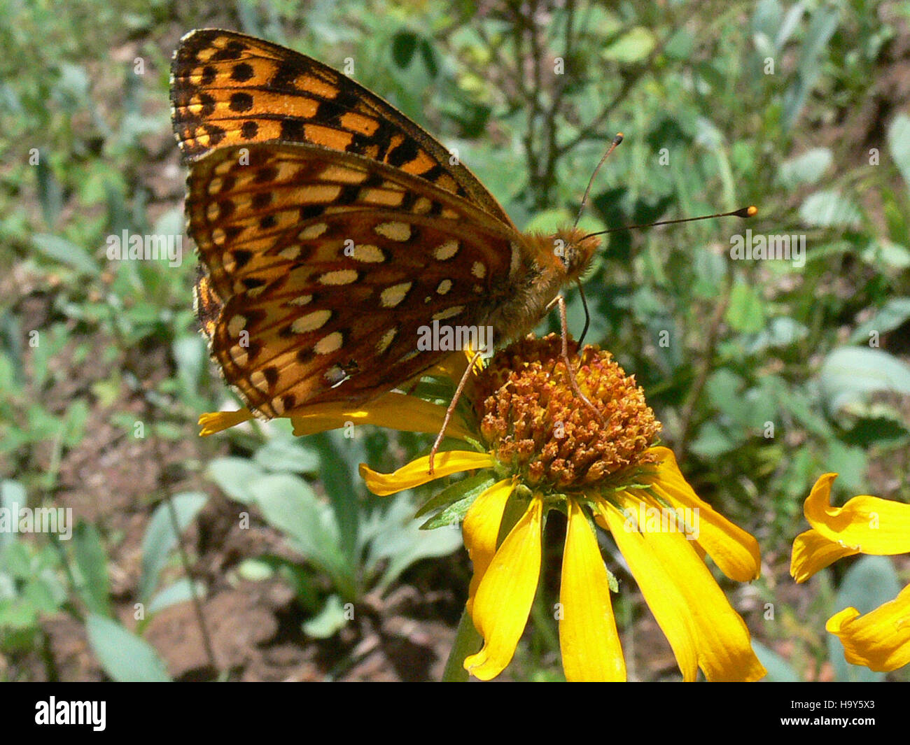 An image of a fritillary butterfly resting on a cone flower, captured ...