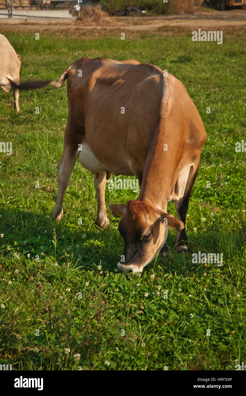 The USDA supports local dairy farms such as Chapel's Country Creamery ...