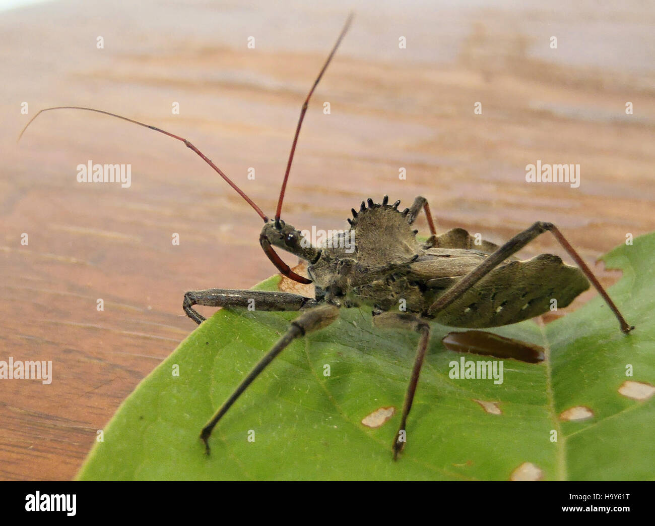 Nature management important important for insects hi-res stock ...