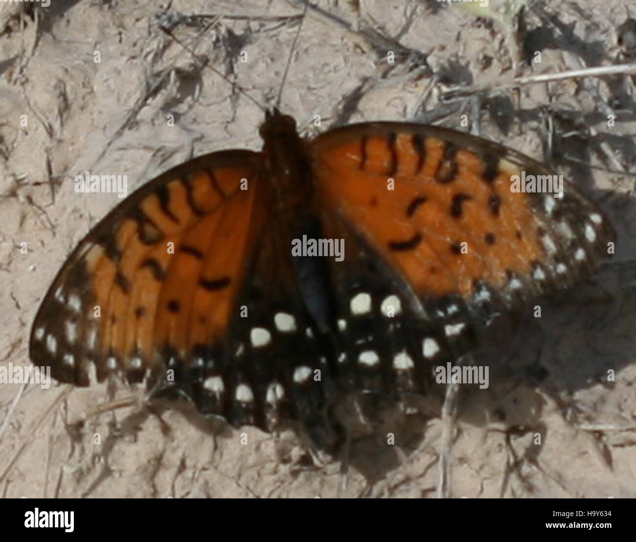 Regal fritillary hi-res stock photography and images - Alamy
