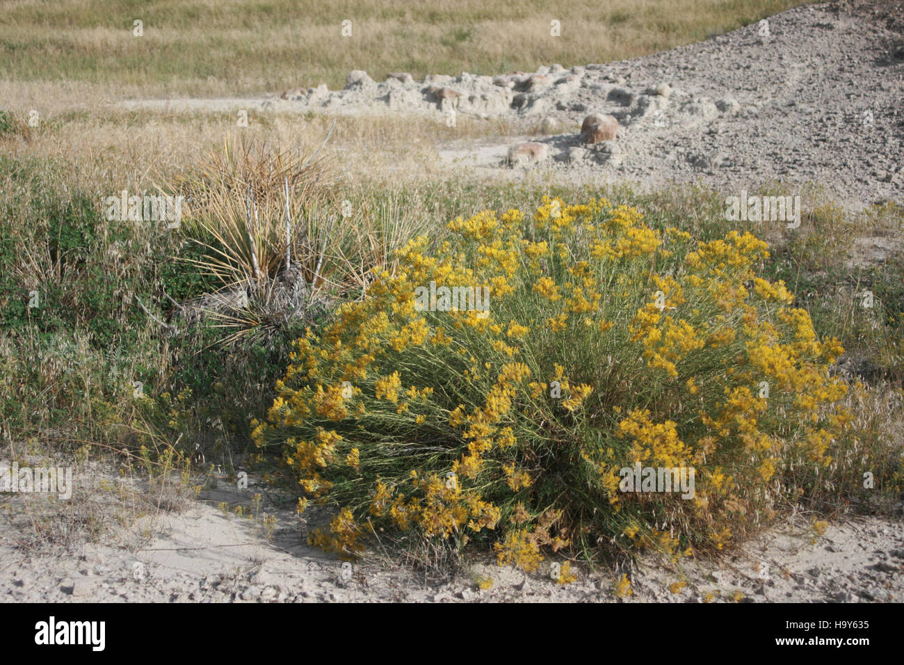 Rubber rabbitbrush blooms in late summer, adding vibrant color to the ...