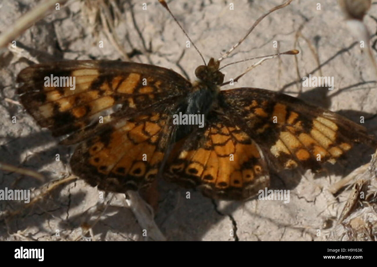 A butterfly, possibly from the genus Phyciodes, is observed in Badlands ...