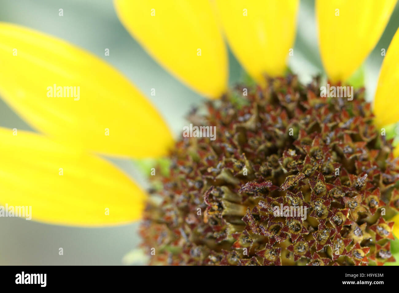 A close-up view of a sunflower in Badlands National Park reveals that ...
