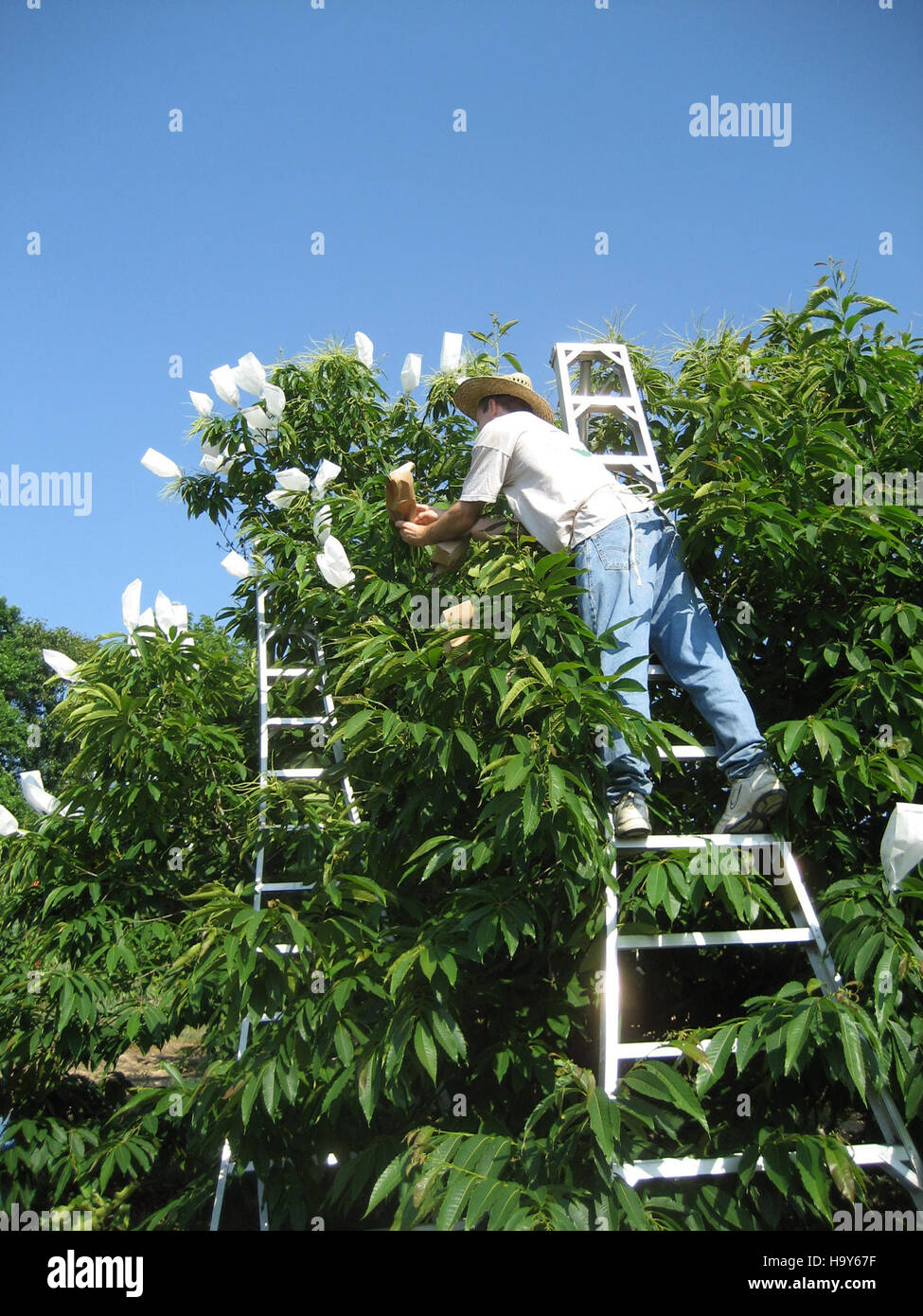 American chestnut tree hi-res stock photography and images - Alamy