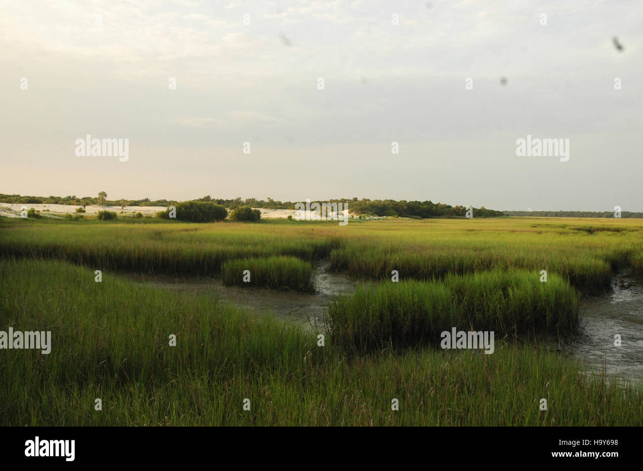 The salt marsh ecosystem serves as a vital habitat for numerous species ...