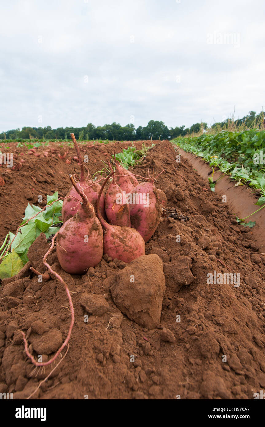 Crop sorting hi-res stock photography and images - Alamy