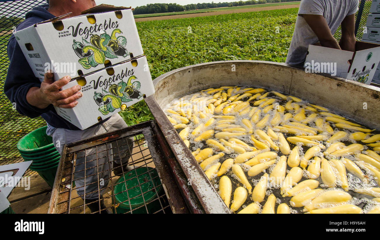 Vegetable harvest laborers hi-res stock photography and images - Alamy