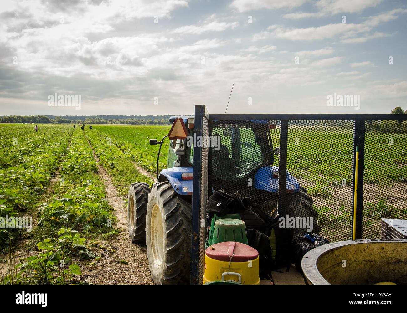 Sorting packing sweet potatoes in hi-res stock photography and images ...