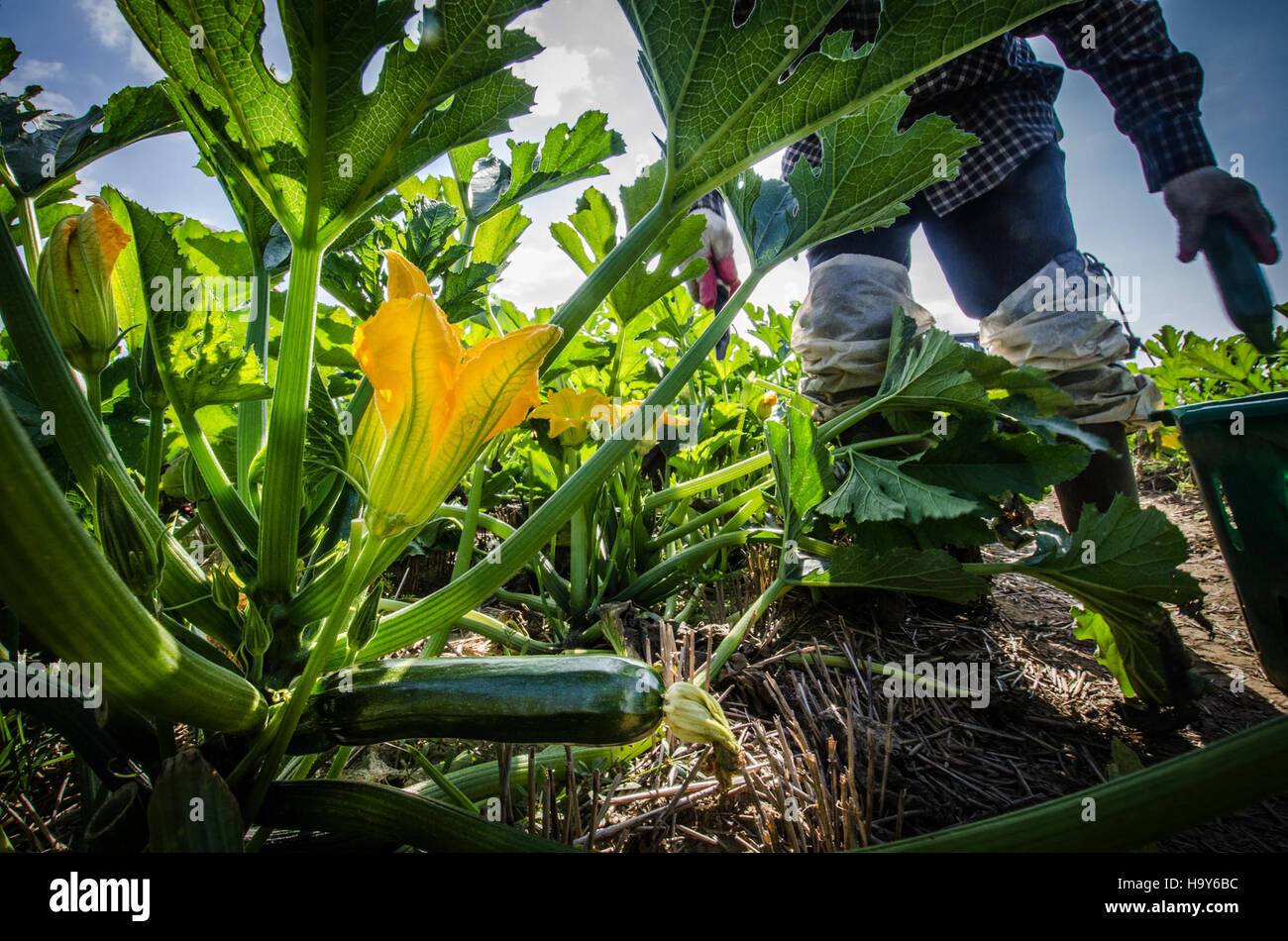 The USDA's work at Kirby Farm in Virginia focuses on the harvest of ...