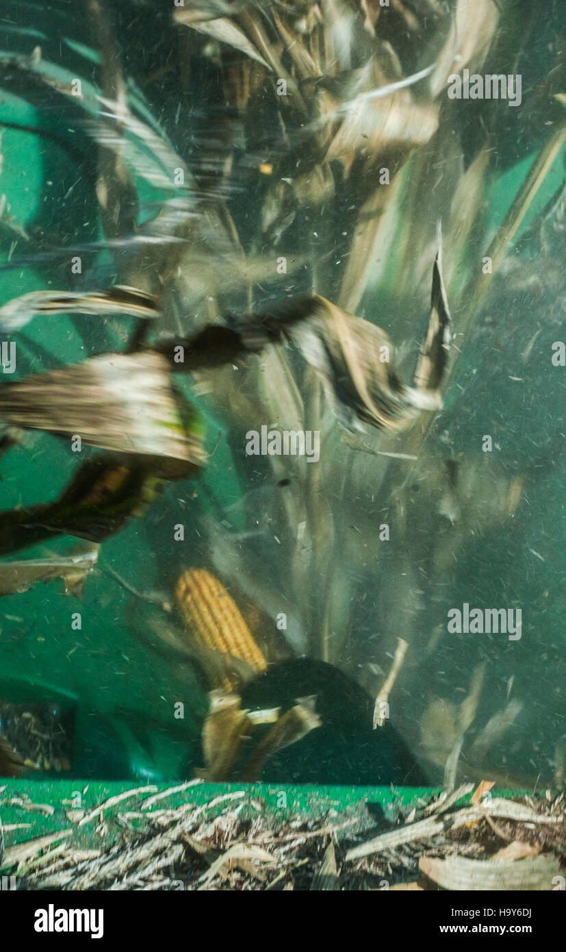 The USDA’s John N. Mills & Sons corn harvest in Hanover, VA, highlights ...