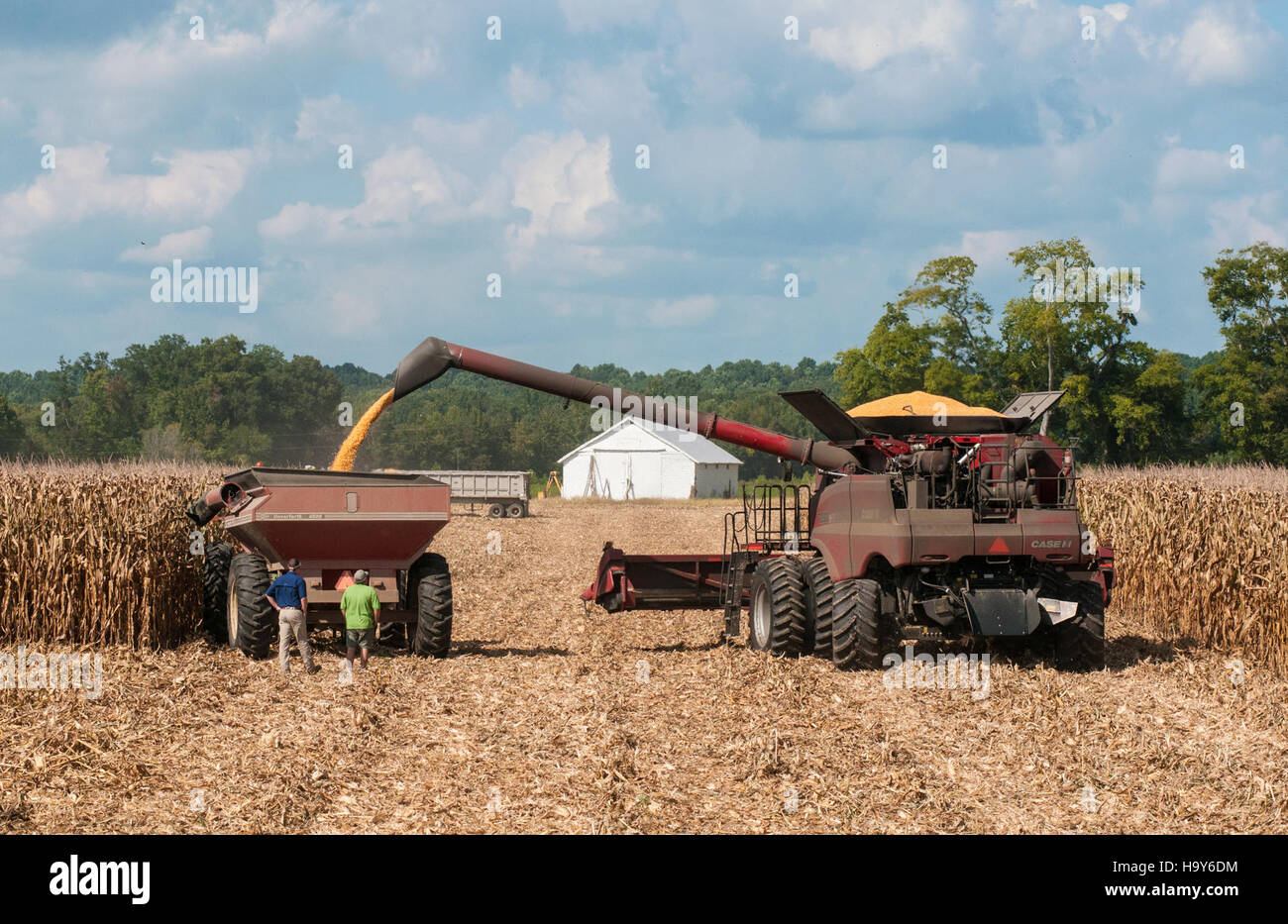 This image highlights John N. Mills & Sons’ corn harvest in Hanover, VA ...