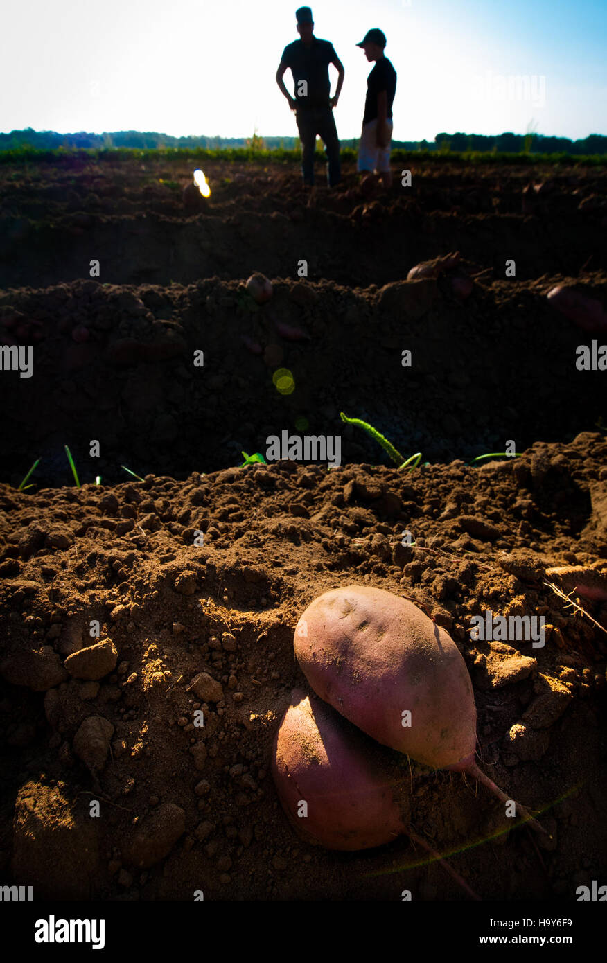 At Kirby Farm in Virginia, migrant workers are involved in harvesting ...