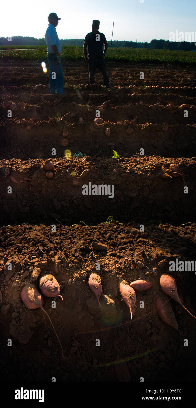 On Kirby Farm in Virginia, workers harvest crops such as squash ...