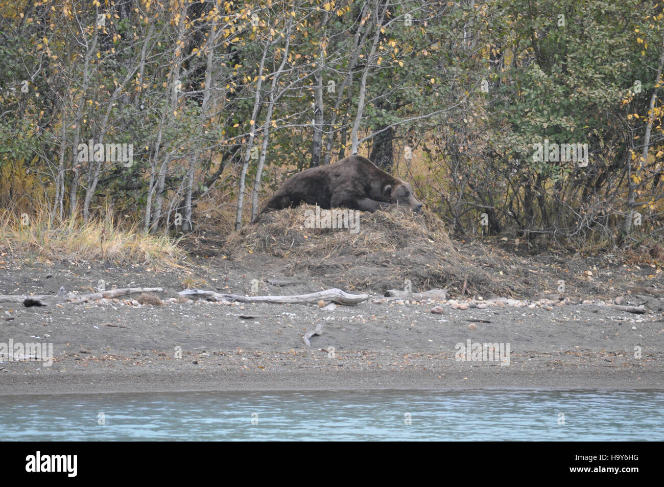 A grizzly bear, photographed in Katmai National Park, scavenges on a ...