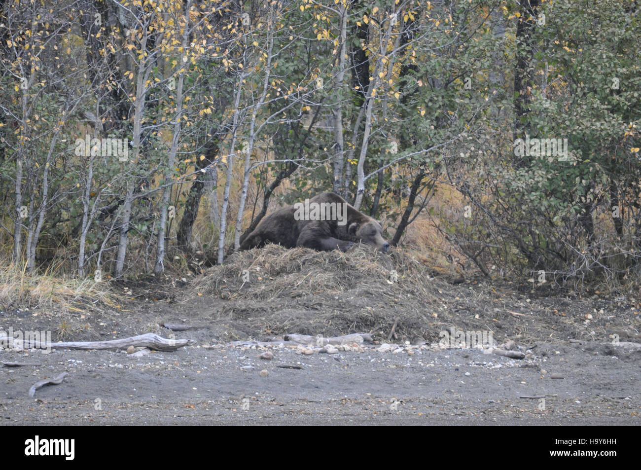 A bear carcass in Katmai National Park provides valuable insight into ...