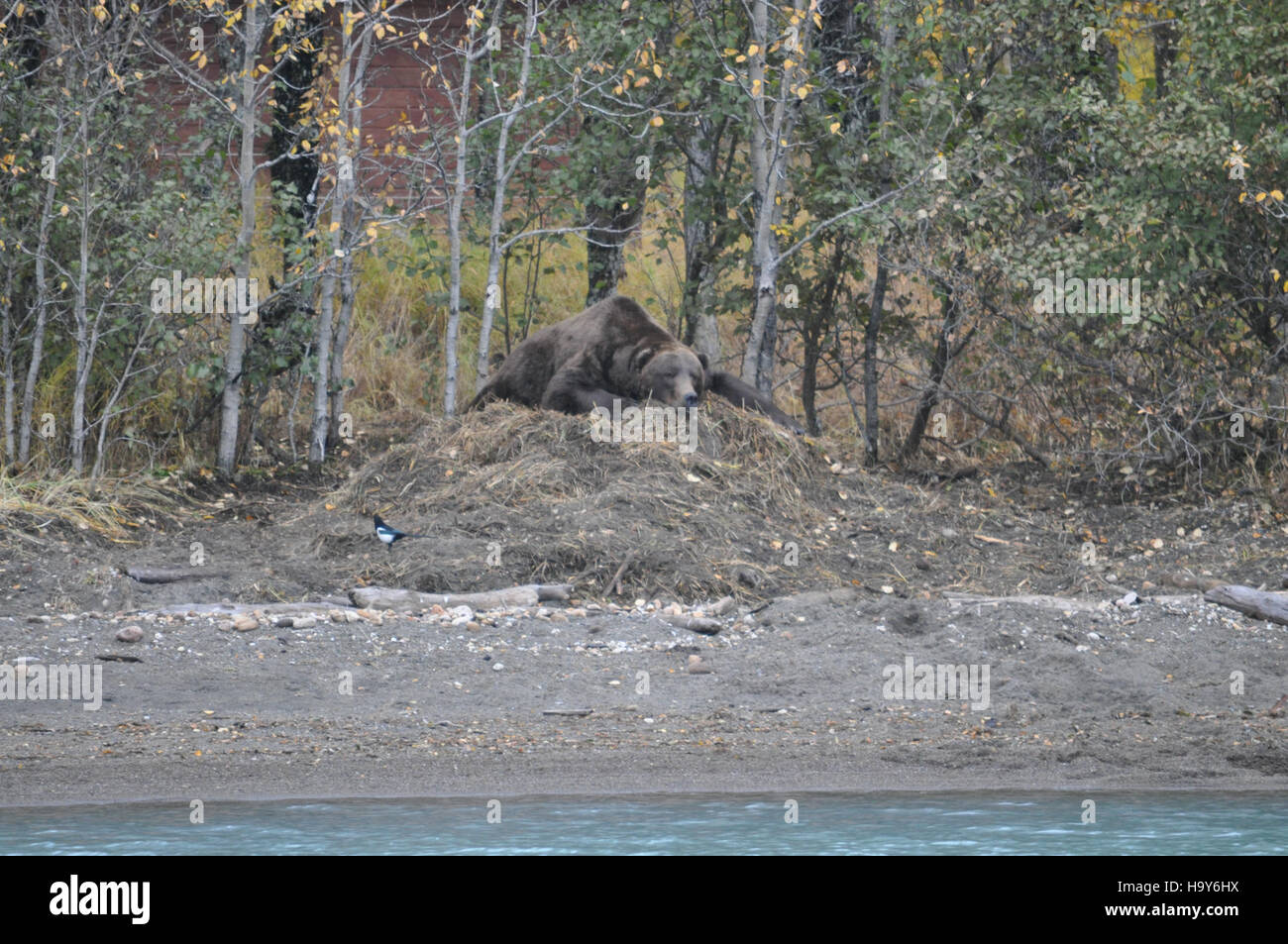 A bear carcass in Katmai National Park provides an opportunity to study ...