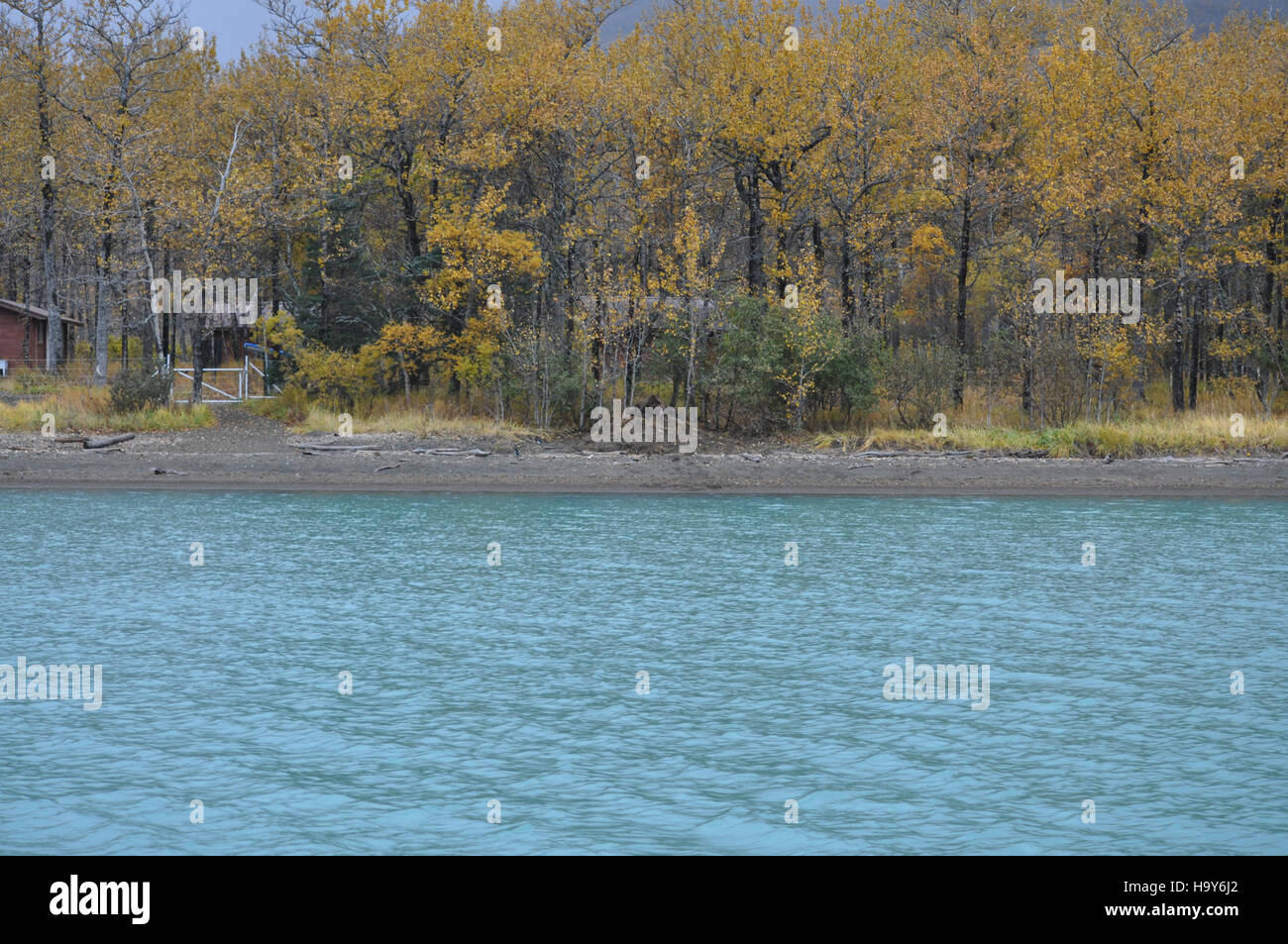 A bear scavenges a carcass in Katmai National Park, showcasing the park ...