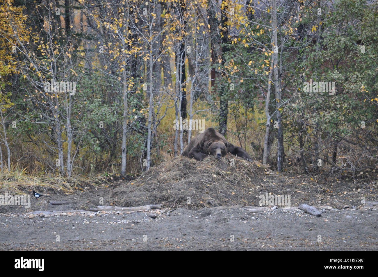 Biological importance as scavengers and predators hi-res stock ...