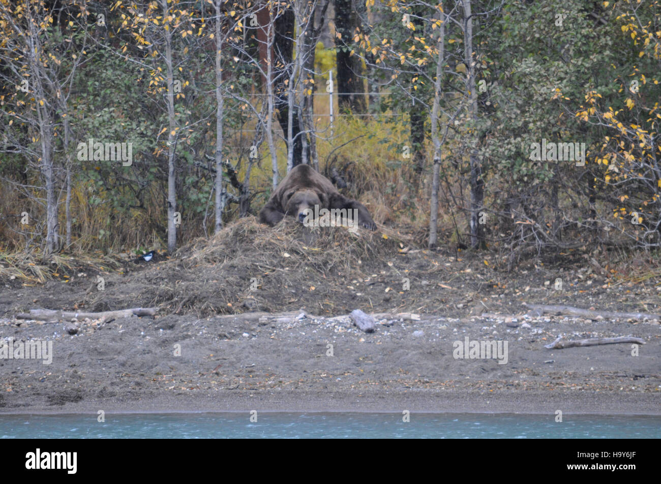Lurch, a grizzly bear in Katmai National Park, is shown scavenging on a ...