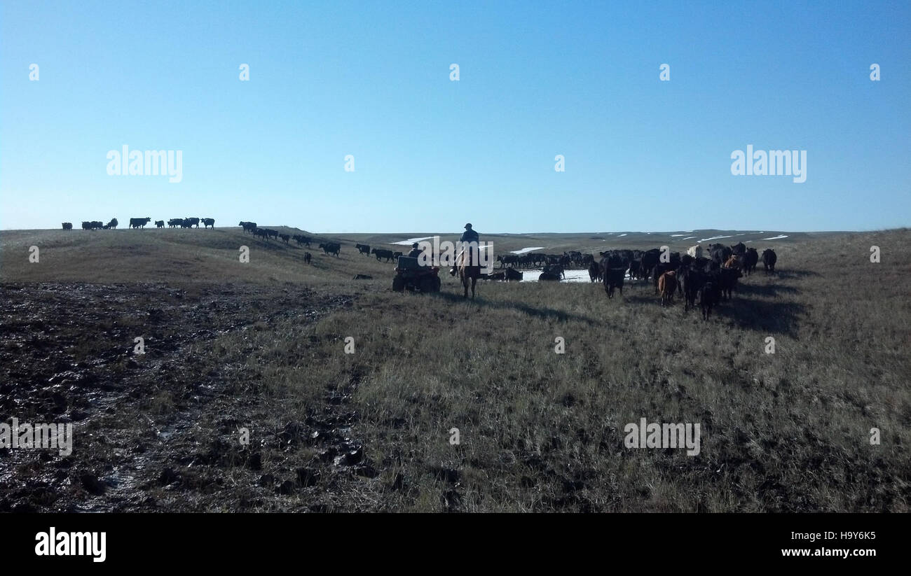 This image shows a beef cow burial pit, illustrating USDA's efforts to ...