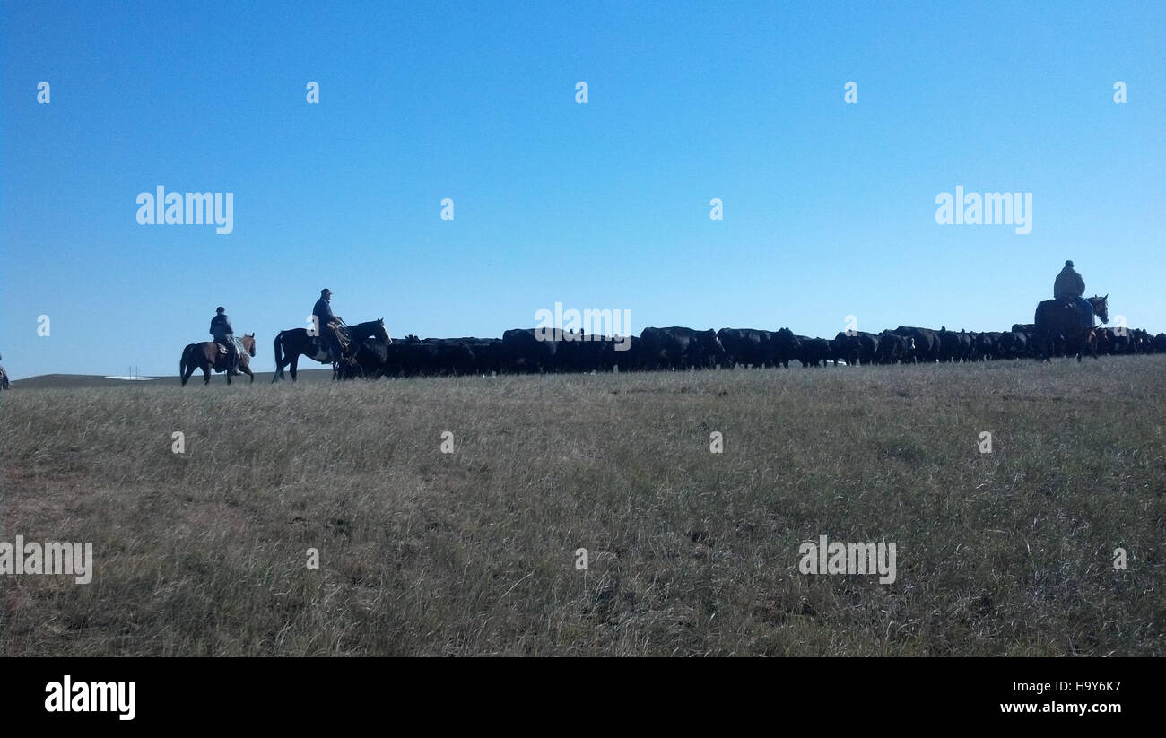 A beef cow burial pit in South Dakota highlights the agricultural ...