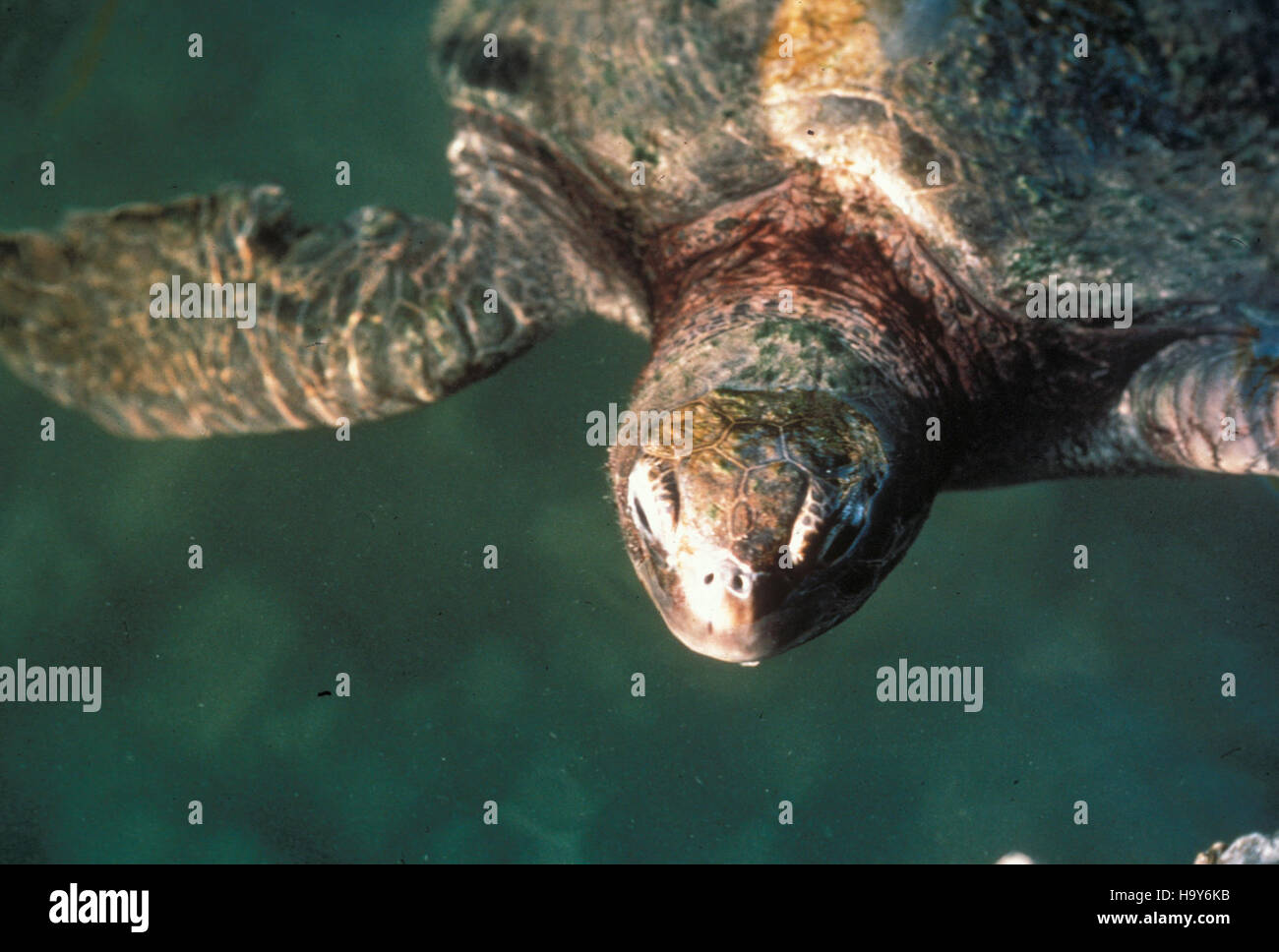 A sea turtle is photographed in the waters of Everglades National Park ...