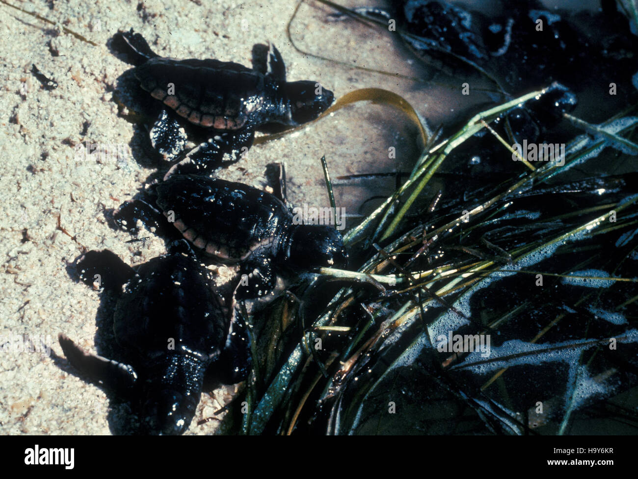 A sea turtle is photographed in the Everglades National Park ...
